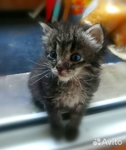 Котята в добрые руки бесплатно