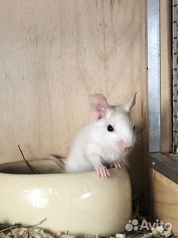 Дегу цветные