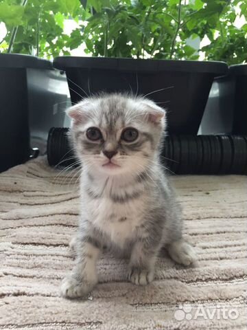 Шотландская вислоухая чистокровные котята