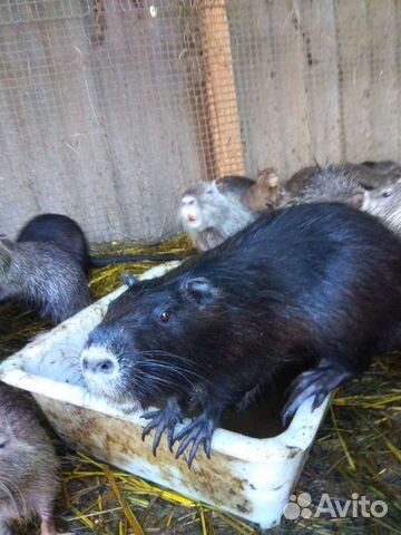 Нутрии на племя