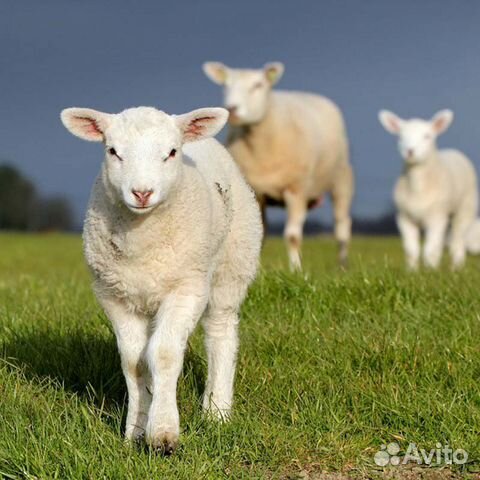 Баранина живым весом