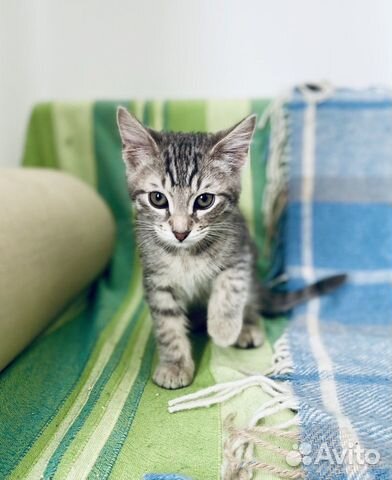 Котёнок Митенька ждёт свою семью