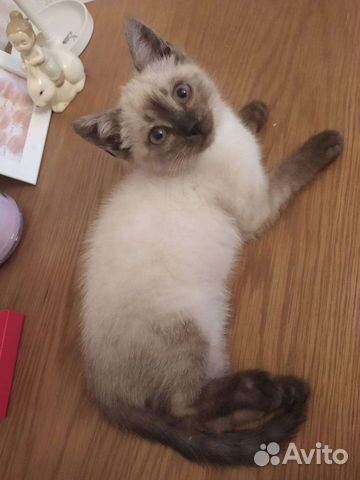 Котята
