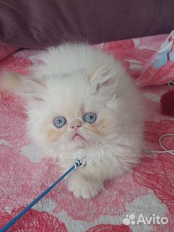 Экзотические котята