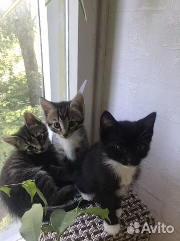 Отдам котят в добрые руки