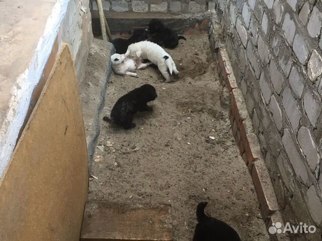 Щенки спаниэль помесь