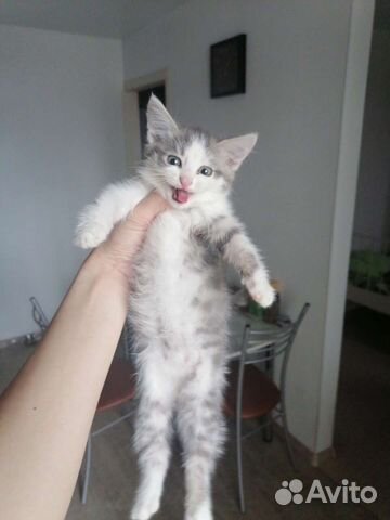 Котенок серый, кличка Алиса