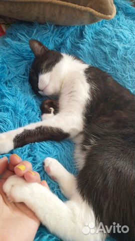 Отдается котик