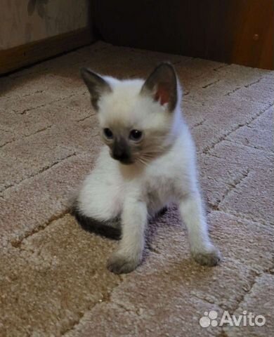 Котята породы меконгский бобтейл