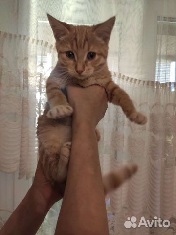 Рыжик в добрые руки