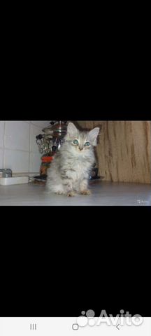 Котенок Сибирский