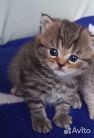Котик Шотландский