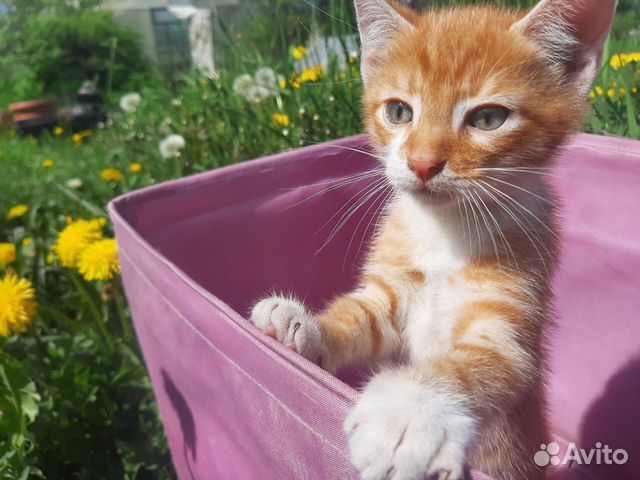 Котята от бездомной кошки