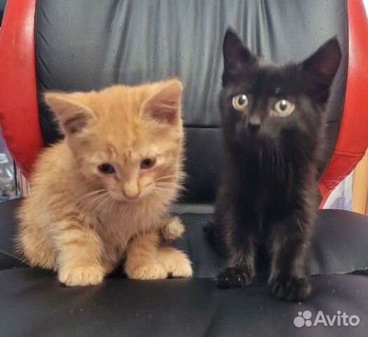 Котята в добрые руки бесплатно