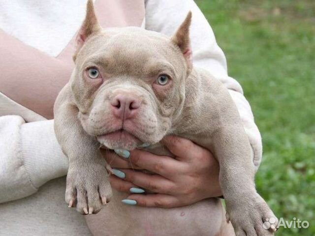 Эксклюзивный мальчик Микро Экзотик внук Pulsara