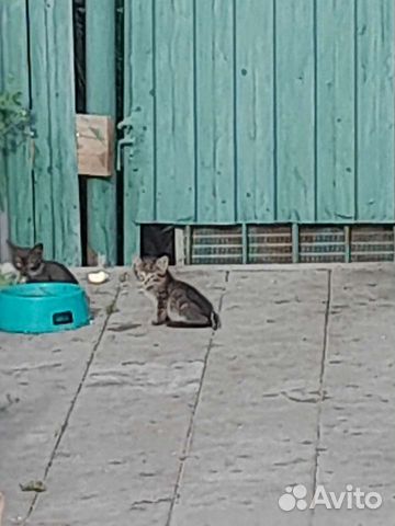 Бездомные котята