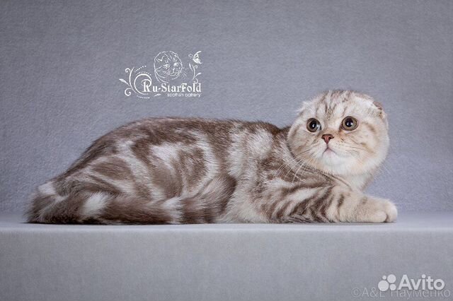 Вислоухий котик (5 мес.)