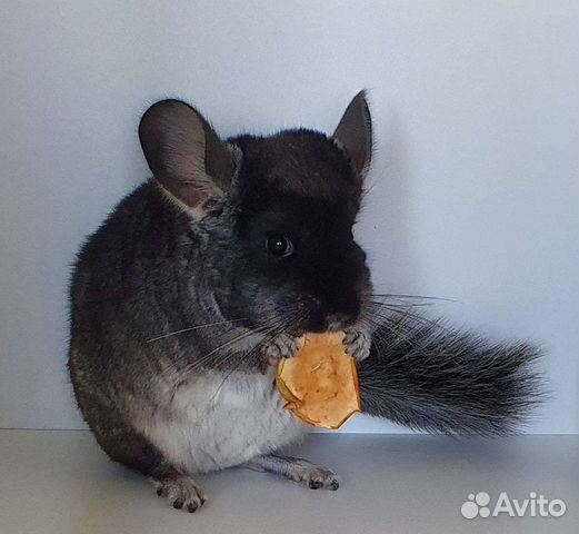 Шиншилленок девочка черный бархат нф 2 мес