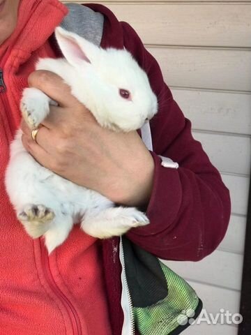 Кролик (Белый ризен)