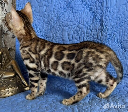 Бенгальская кошечка 3мес
