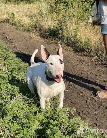 Бультерьер стандартный