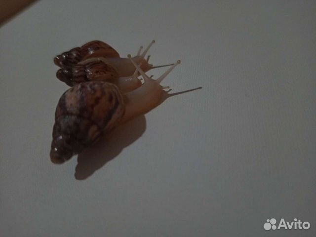 Улитки ахатины бесплатно