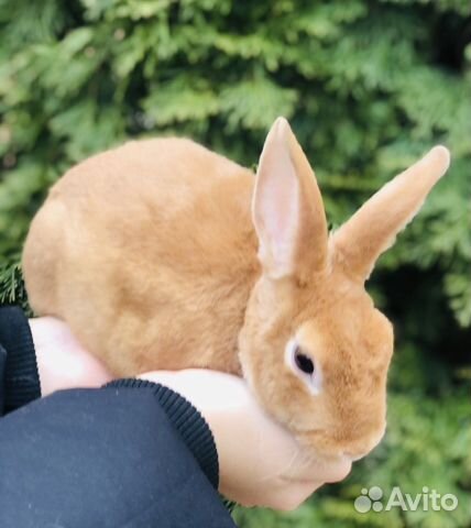 Кролик рекс декоративный