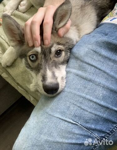 Метис, Лайка-Хаски, отдам в надежные и добрые руки