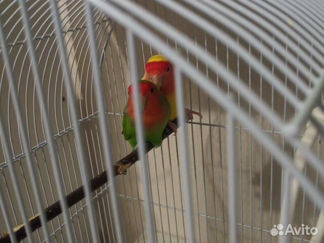 Попугай неразлучников