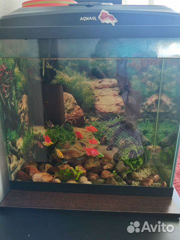 Аквариум