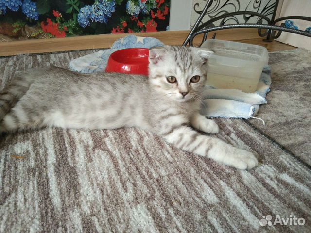 Шотландские вислоухий мальчик