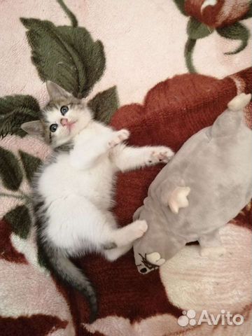 Котик в самые добрые руки