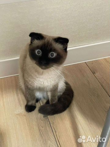 Помесь сиамская - шотландская кошка бесплатно