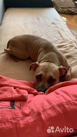 Собаки бесплатно в добрые руки