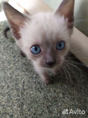 В добрые руки полуперсы