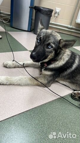 Собака метис Хаски