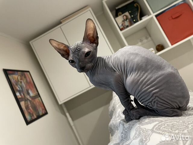 Донской сфинкс