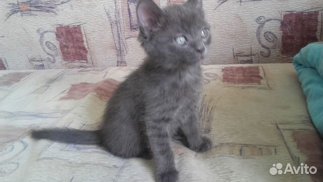 Котёнок