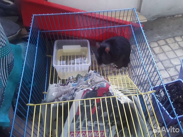 Мышь песчанка