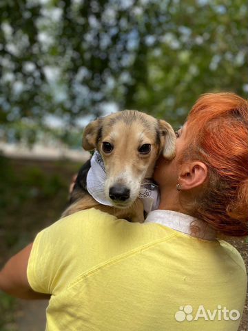 Собаке не выжить в приюте