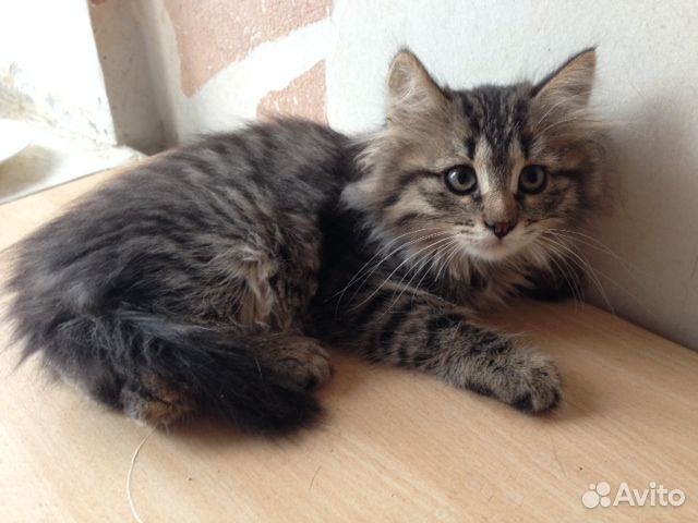Сибирский котенок 2 мес