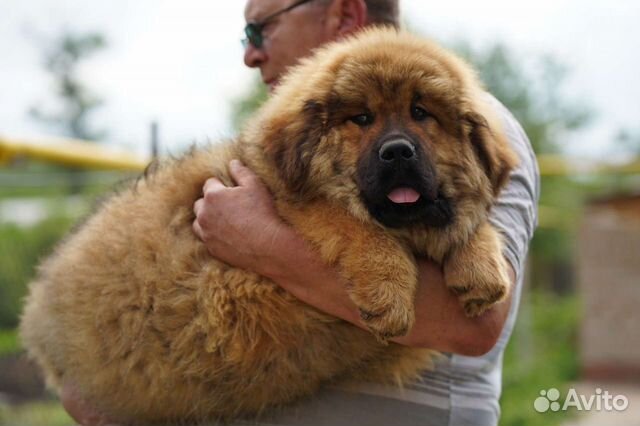 Тибетский мастиф