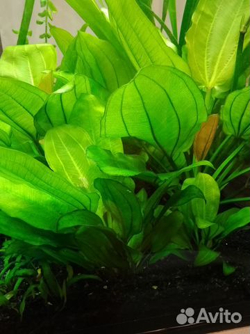 Продам водоросли аквариумные
