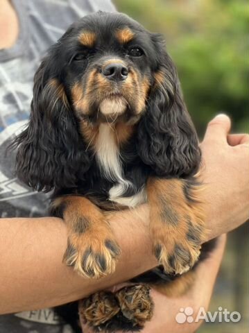 Спаниель кавалер сука