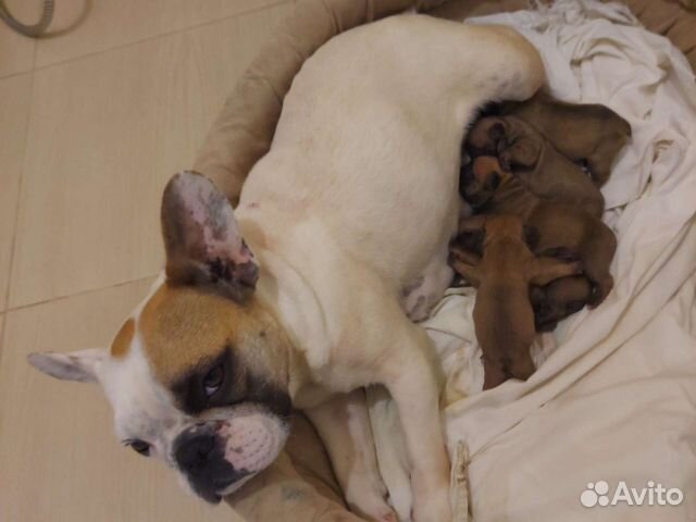 Французский бульдог. Расформирование питомника