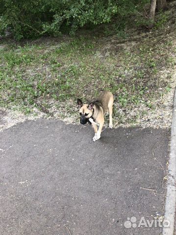 Собака потеряшка