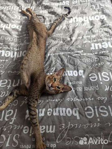 Ориентальный котик вязка