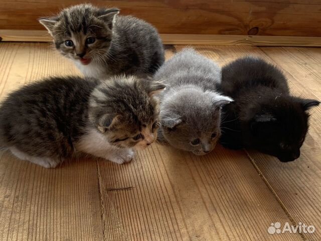 Красивые котята