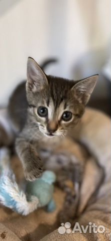 Котенок 1.5 мес девочка