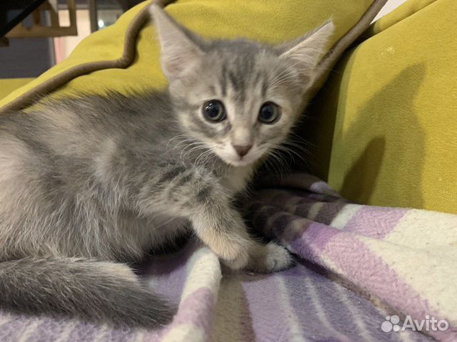 Кошки бесплатно приучены к лотку